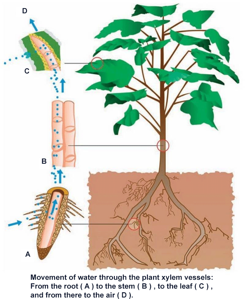 Water Absorption In Plants