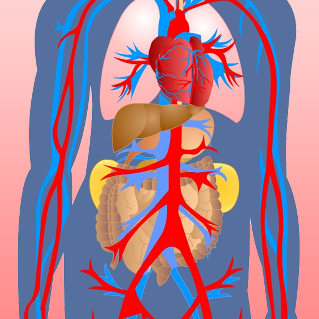Blood Circulation in the Human Body