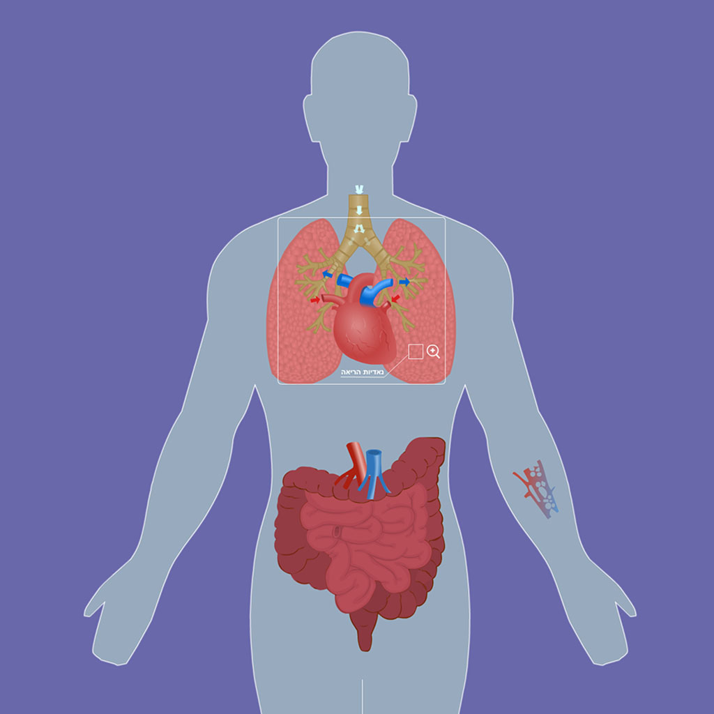 Human Cellular Respiration Diagram