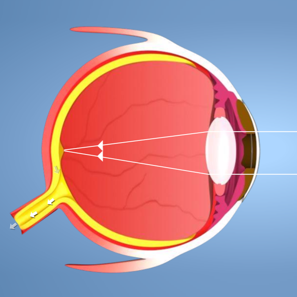 Human Eye Diagram Without Labels Human Eye Diagram Labeled Health,